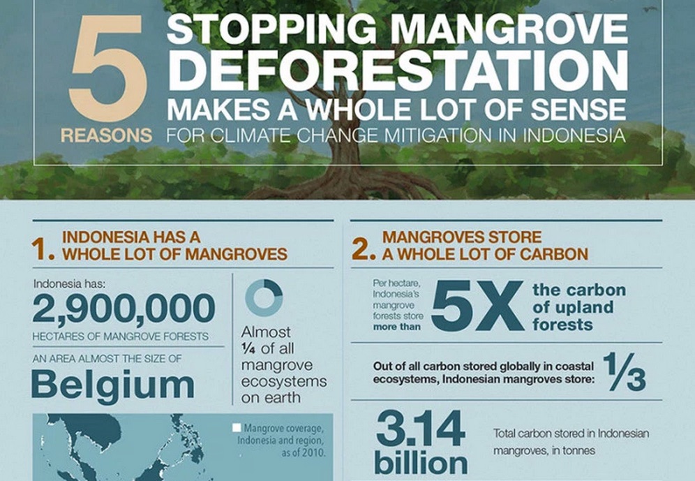 How mangroves help mitigate climate change