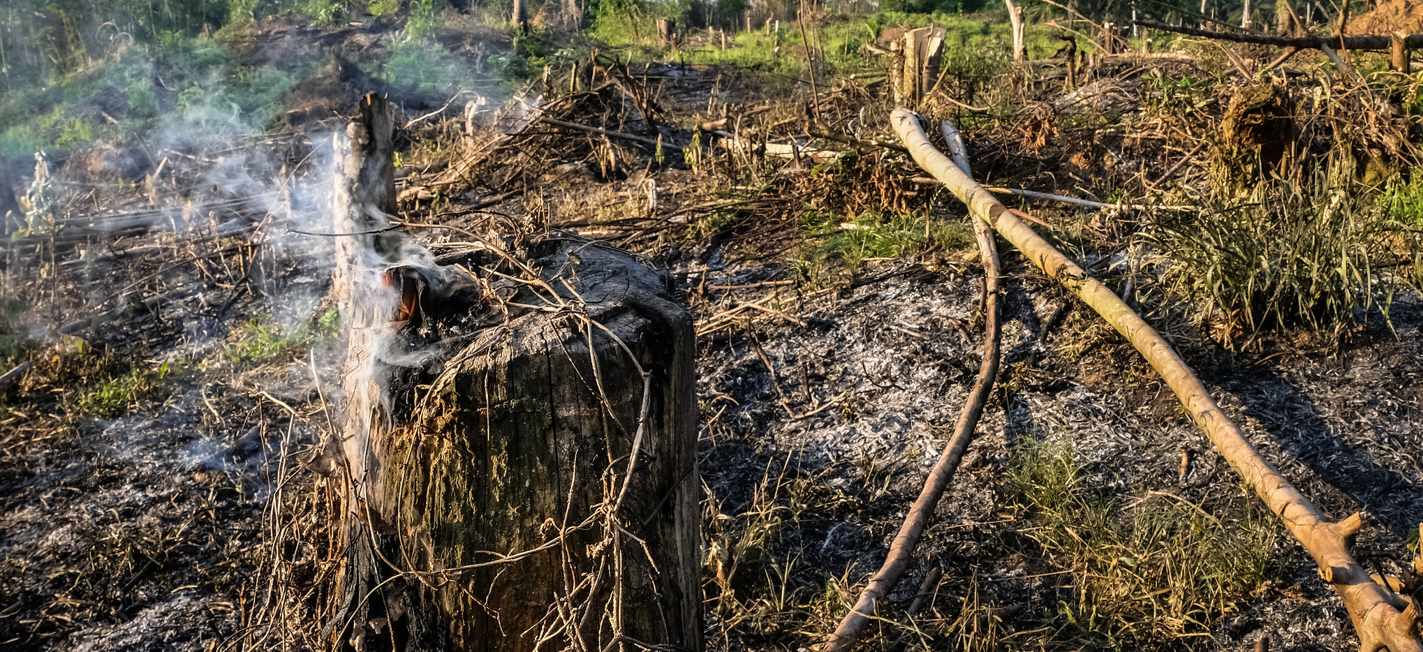 How much should we worry about the Congo Basin fires? - CIFOR-ICRAF ...