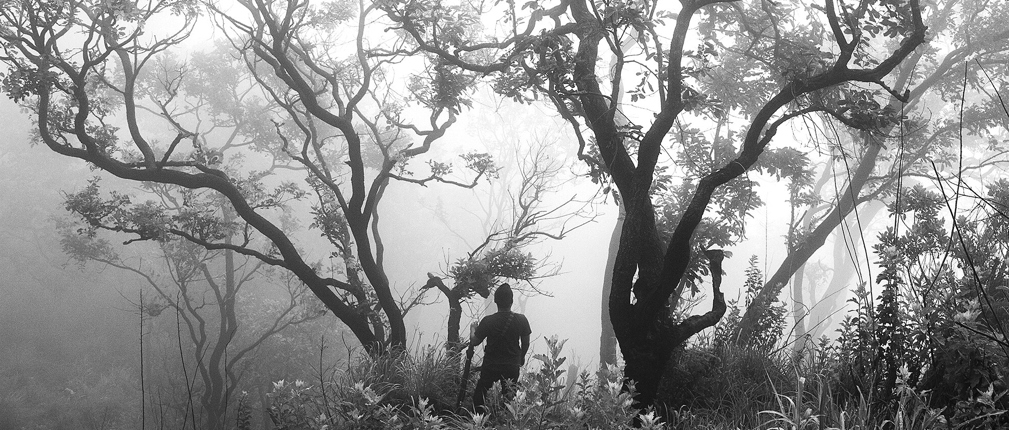 Monsoon forests: the tropics’ little-known lands of extremes - CIFOR ...