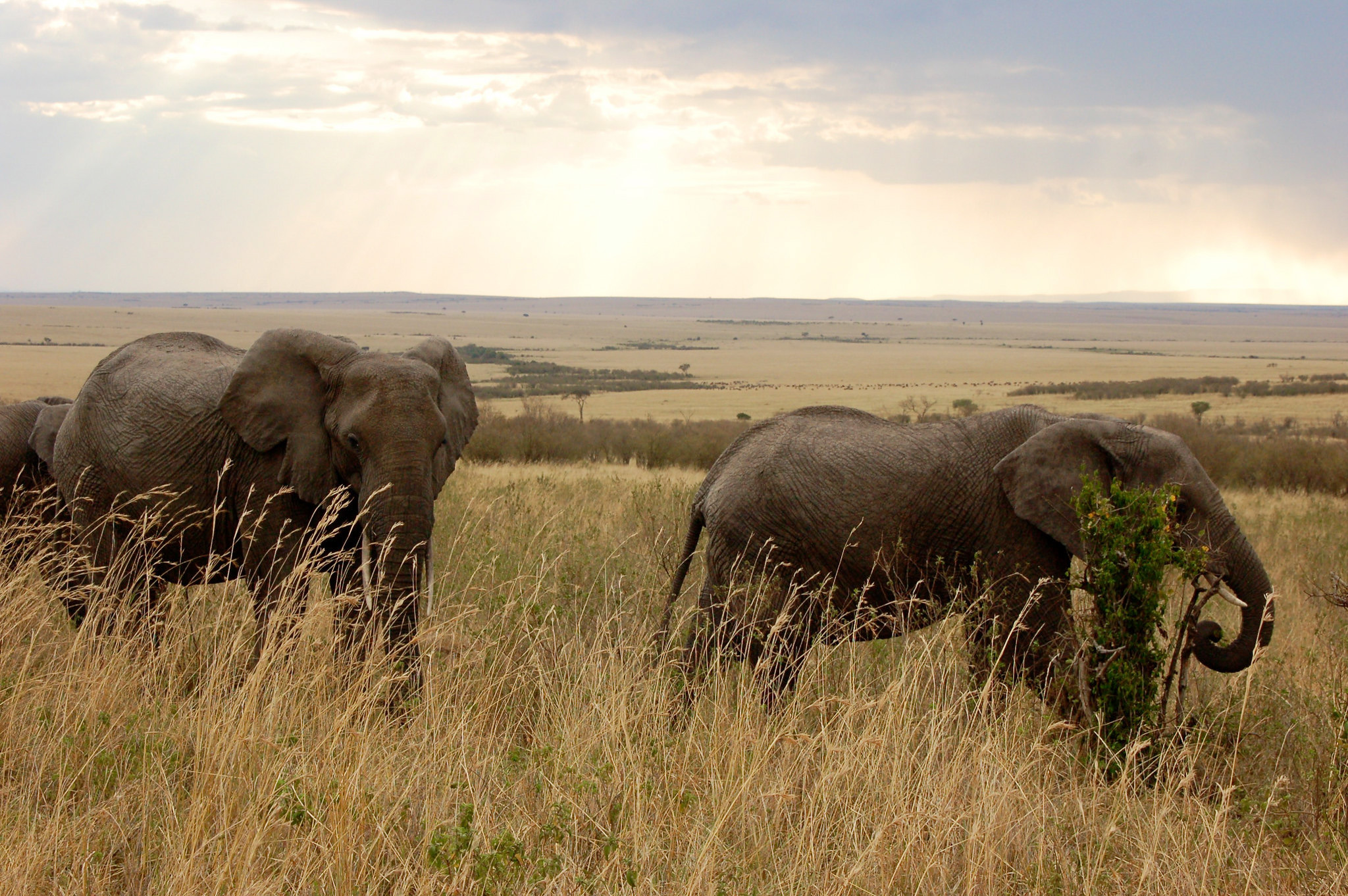 News: How much is an elephant worth? Meet the ecologists doing the sums ...