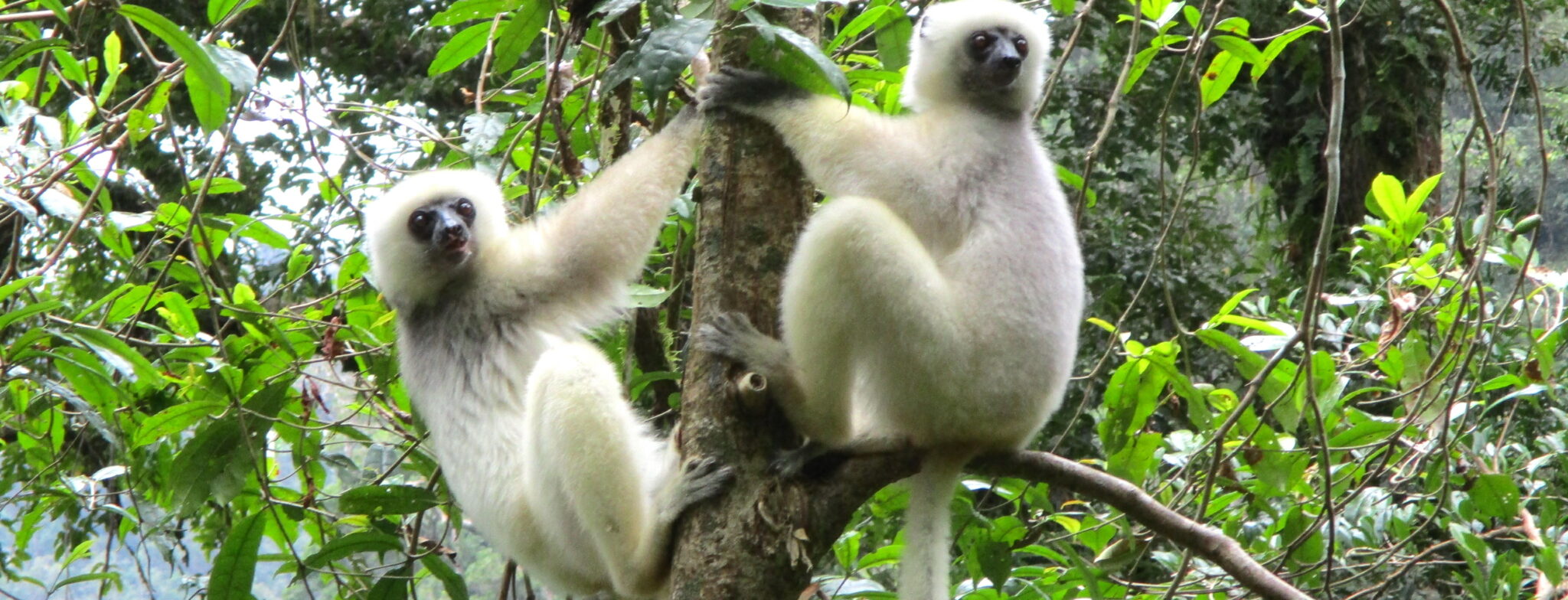 Days in the life of Madagascar’s magnificent Makira forest - CIFOR ...