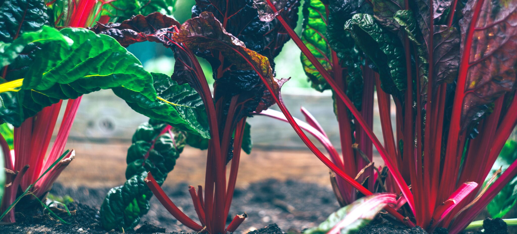 Food: a GLF Climate reading list - CIFOR-ICRAF Knowledge