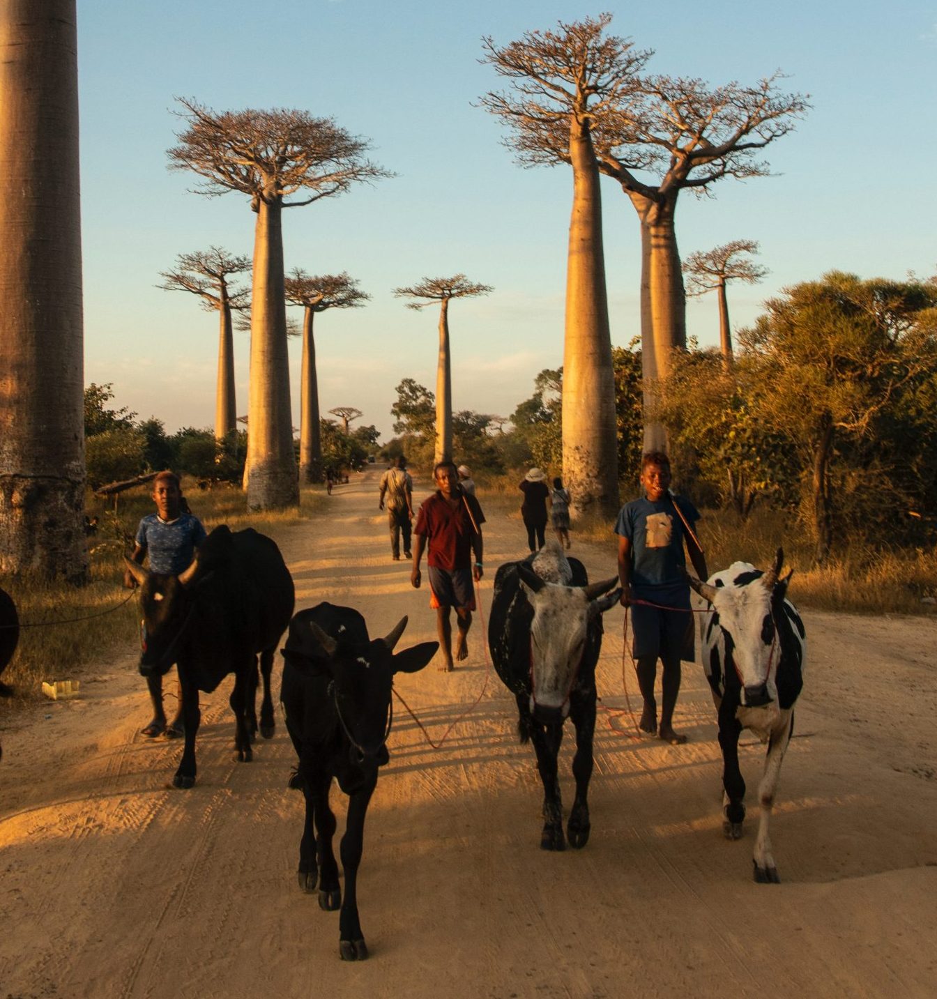 The Land Rights Standard - Global Landscapes Forum