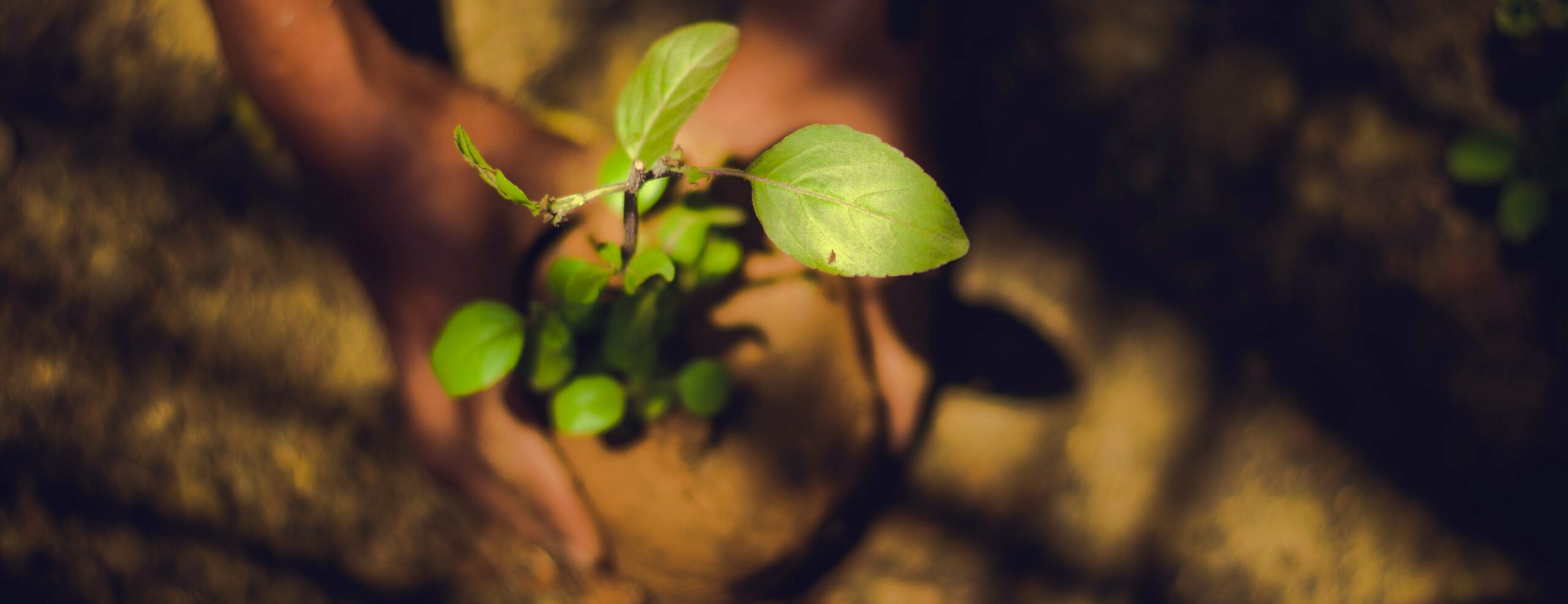 Routes to roots: Tree-planting - CIFOR-ICRAF Knowledge