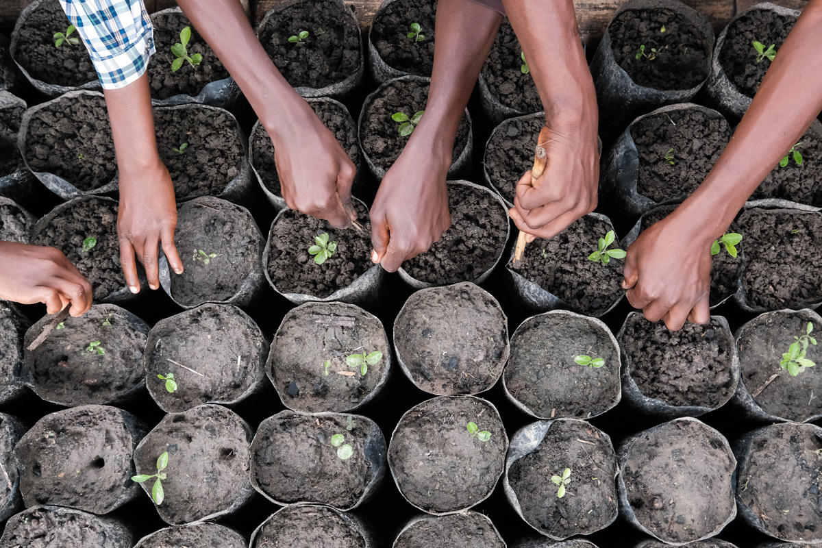 News: Tree diversity serves livelihoods and food security in a changing ...