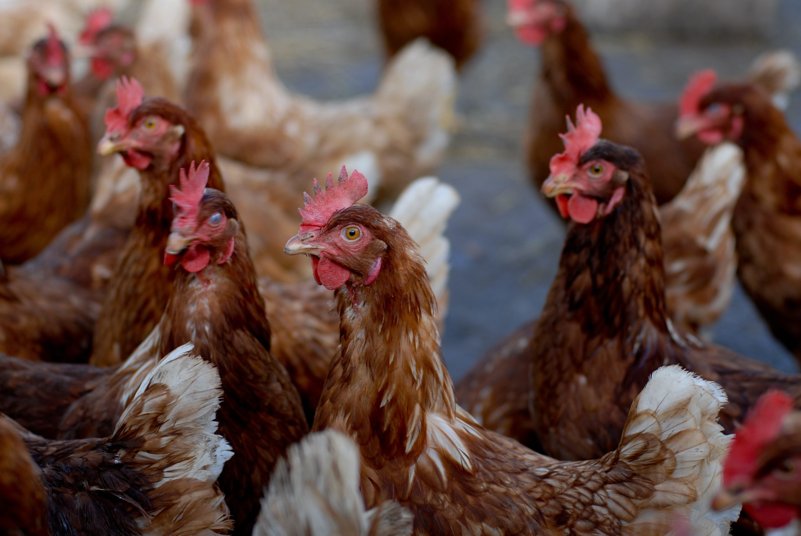 Strengthening poultry supply chains in Nepal
