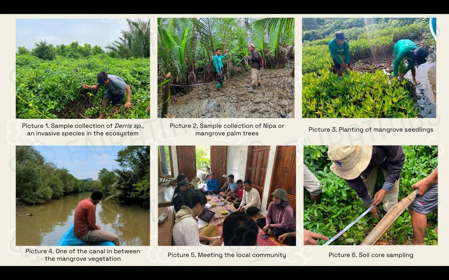 Mangrove Restoration: Pioneering community-based blue carbon initiative ...