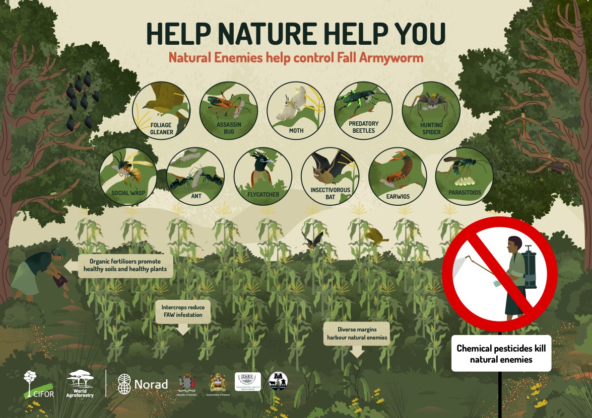 Infographics: Guide to fall armyworm effective management - Global ...