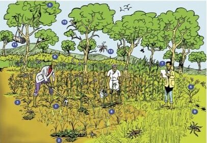 Developing smallholder strategies for fall armyworm (FAW) management - CIFOR-ICRAF Knowledge ...
