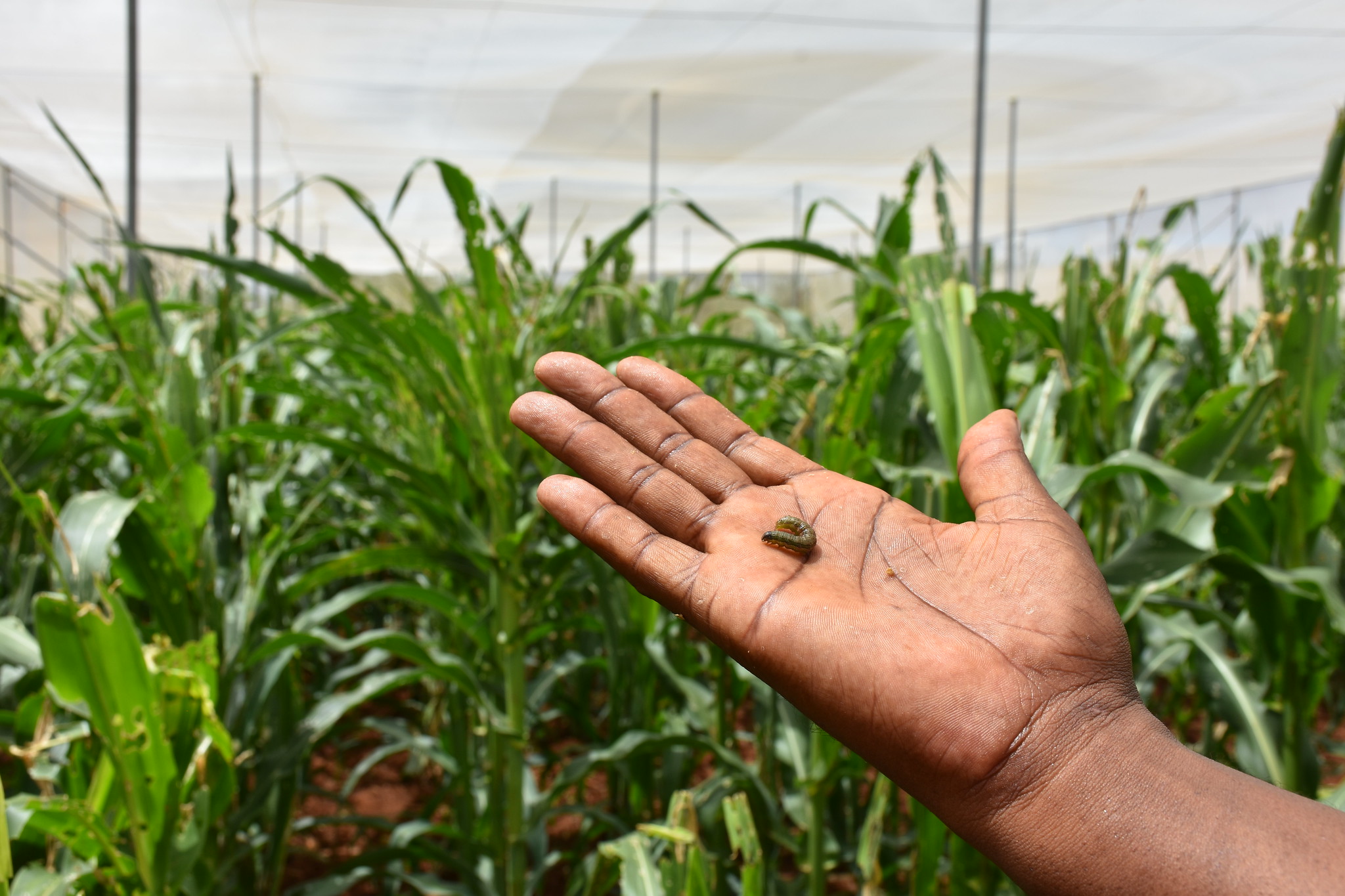 Agro-ecological approaches to fall armyworm control - CIFOR-ICRAF ...