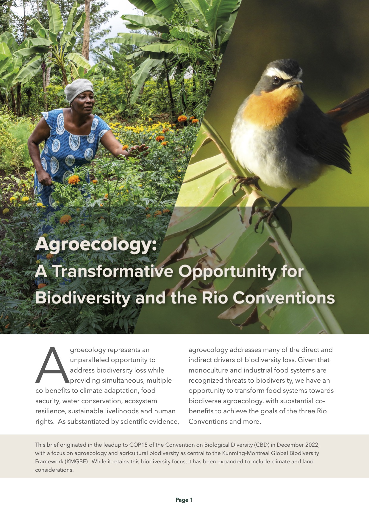 Agroecology: a transformative opportunity for biodiversity and the Rio ...